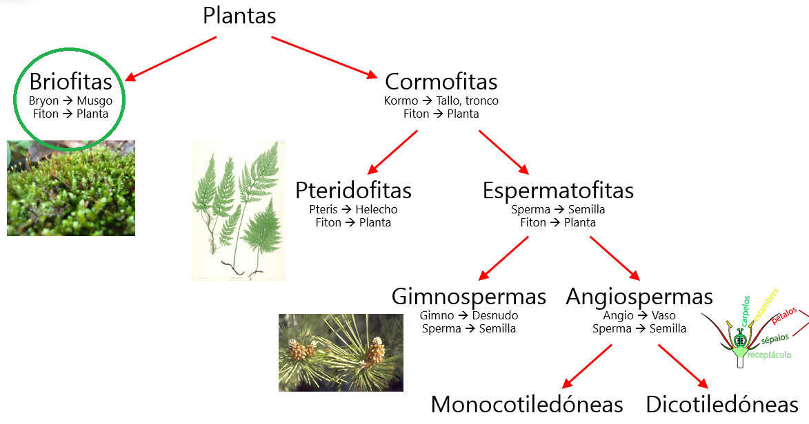 BIOLOGÍA Y GEOLOGÍA 1º ESO: CLASIFICACIÓN DE LAS PLANTAS