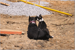 My Wild About School! Blog: Doodles & Dots Red, White & Blue