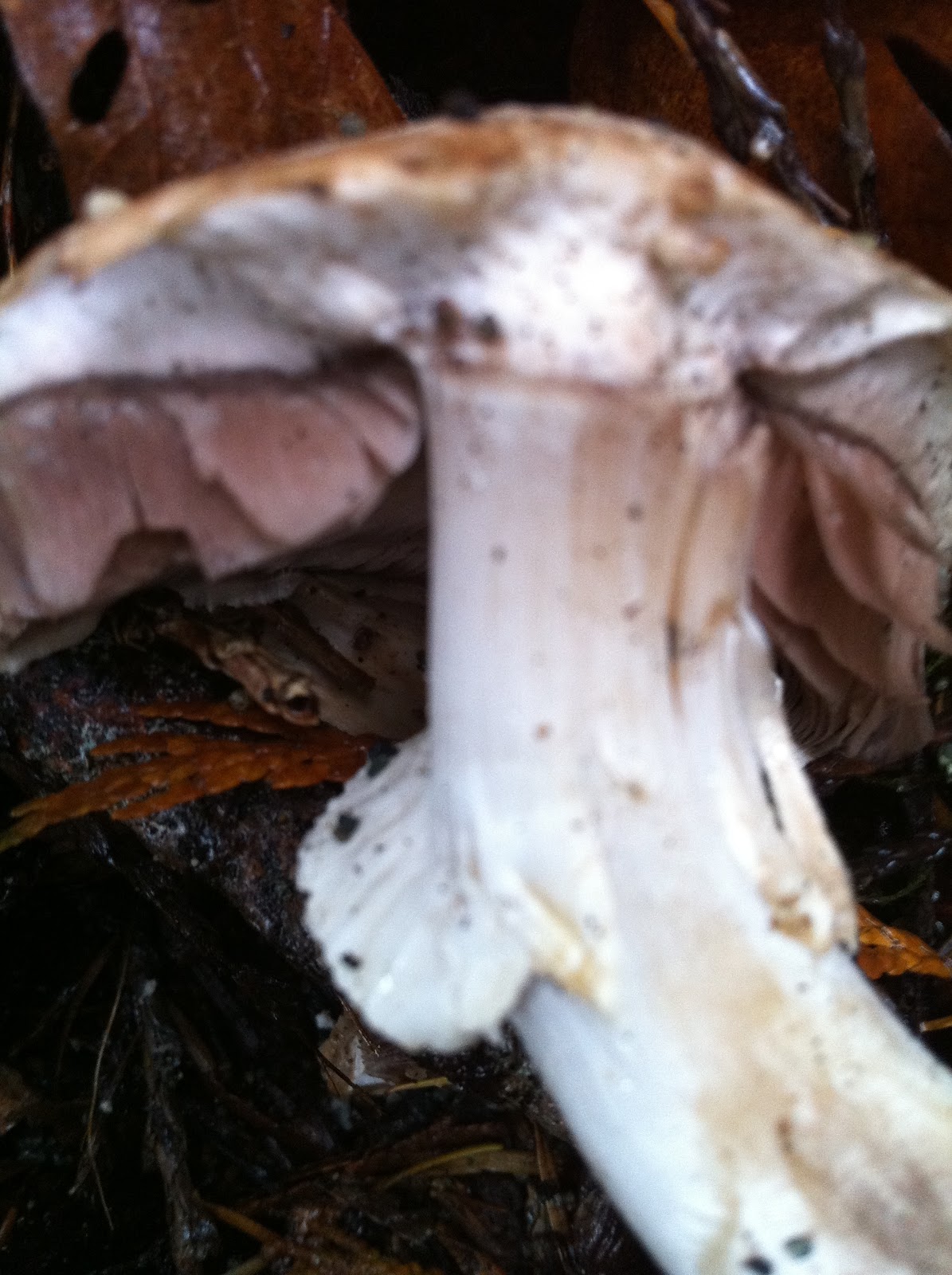 100 Mushrooms on Vancouver Island: Meadow Mushroom? Agaricus campestris 100 Mushrooms on Vancouver Island: Meadow Mushroom? Agaricus campestris