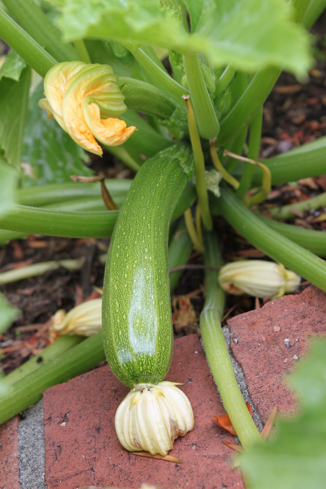 Zucchini Recipes zucchini-recipes