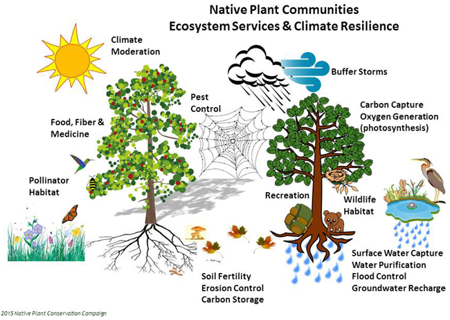 The Native Plant Conservation Campaign – 2015 Achievements
