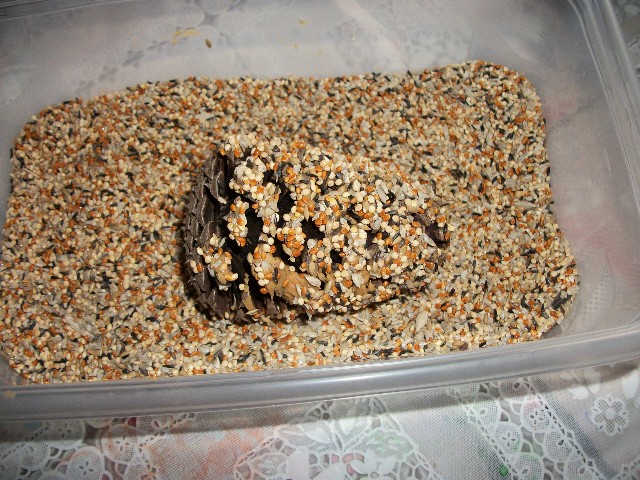 Pinecone Bird Feeders No Peanut Butter Bird FeedersBird Feeders pinecone-bird-feeders-no-peanut-butter-bird-feedersbird-feeders