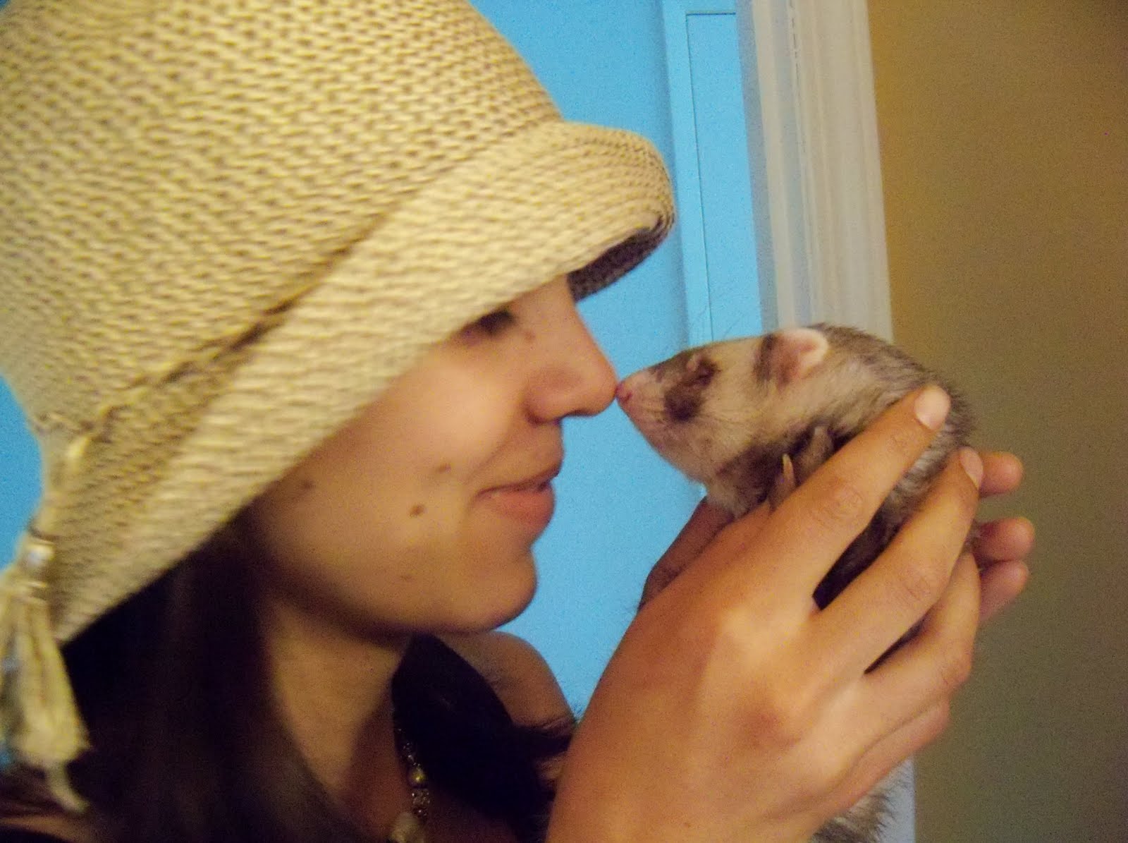 Ferrets in the North: Fuzzy Love - How to tell that your ferret loves you