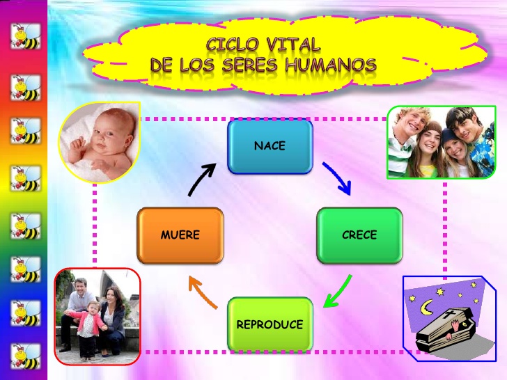 Etapas de Desarrollo de vida: Ciclo vital ser humano
