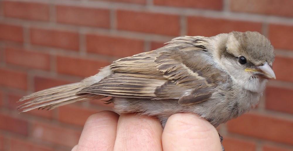 Another Bird Blog: Spadger