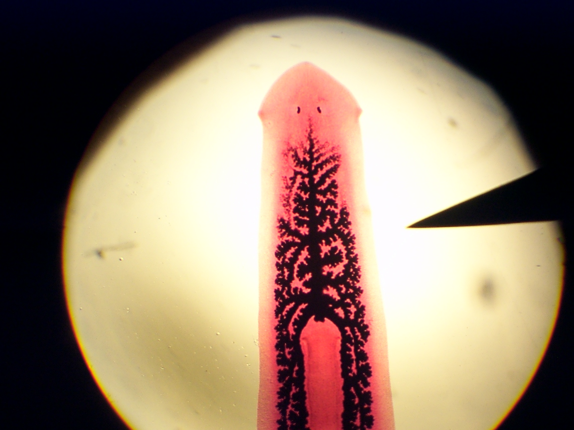 Real Monstrosities: Turbellarian Flatworm