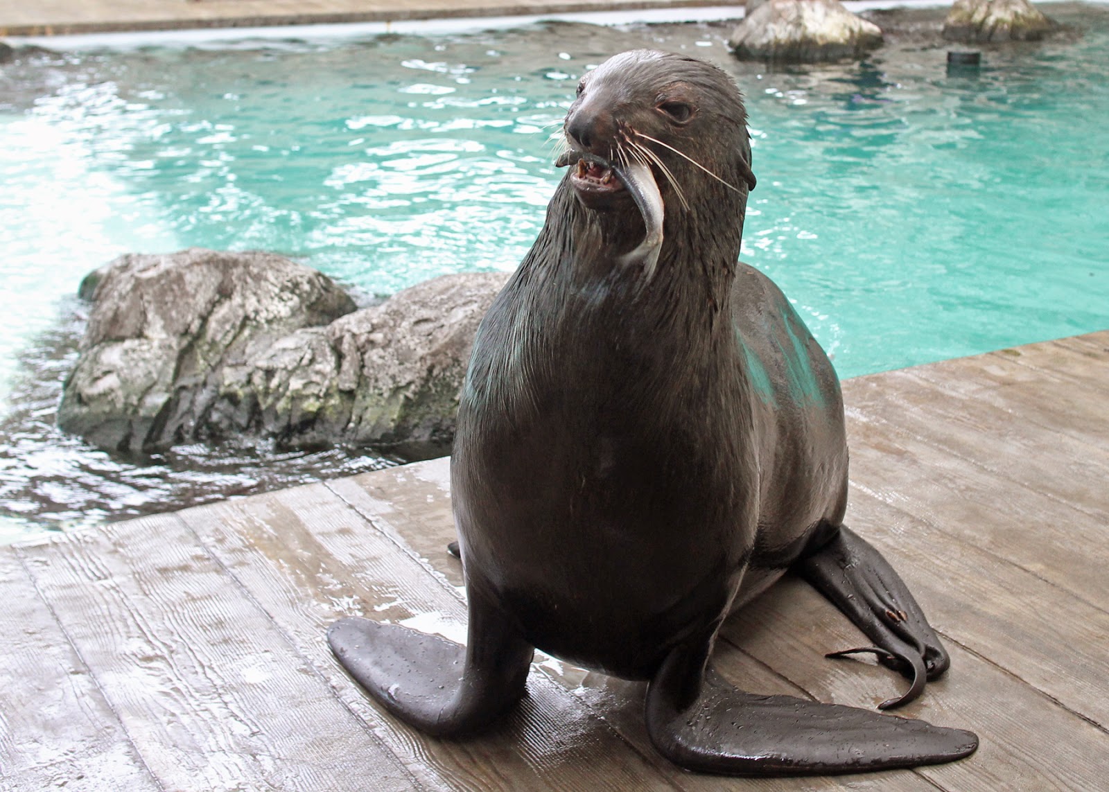 Marine Mammal Trainers marine-mammal-trainers