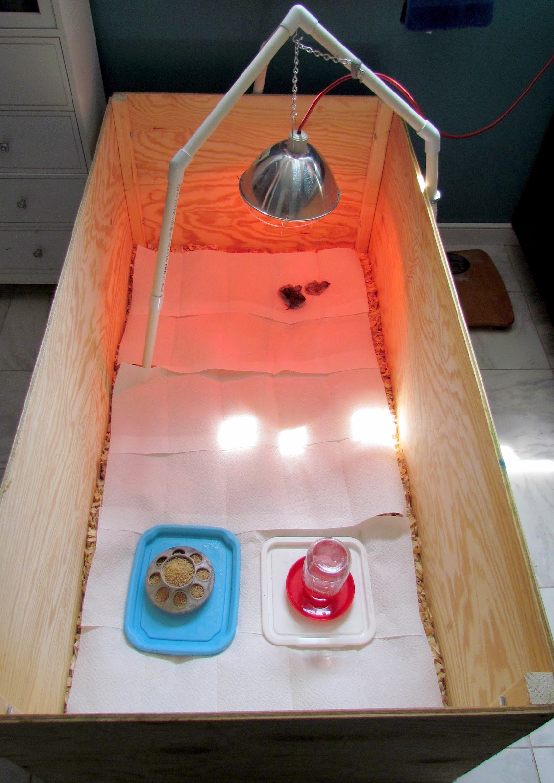 Losing Our Shirts Keeping The Farm Easy Collapsible Chick Brooder losing-our-shirts-keeping-the-farm-easy-collapsible-chick-brooder