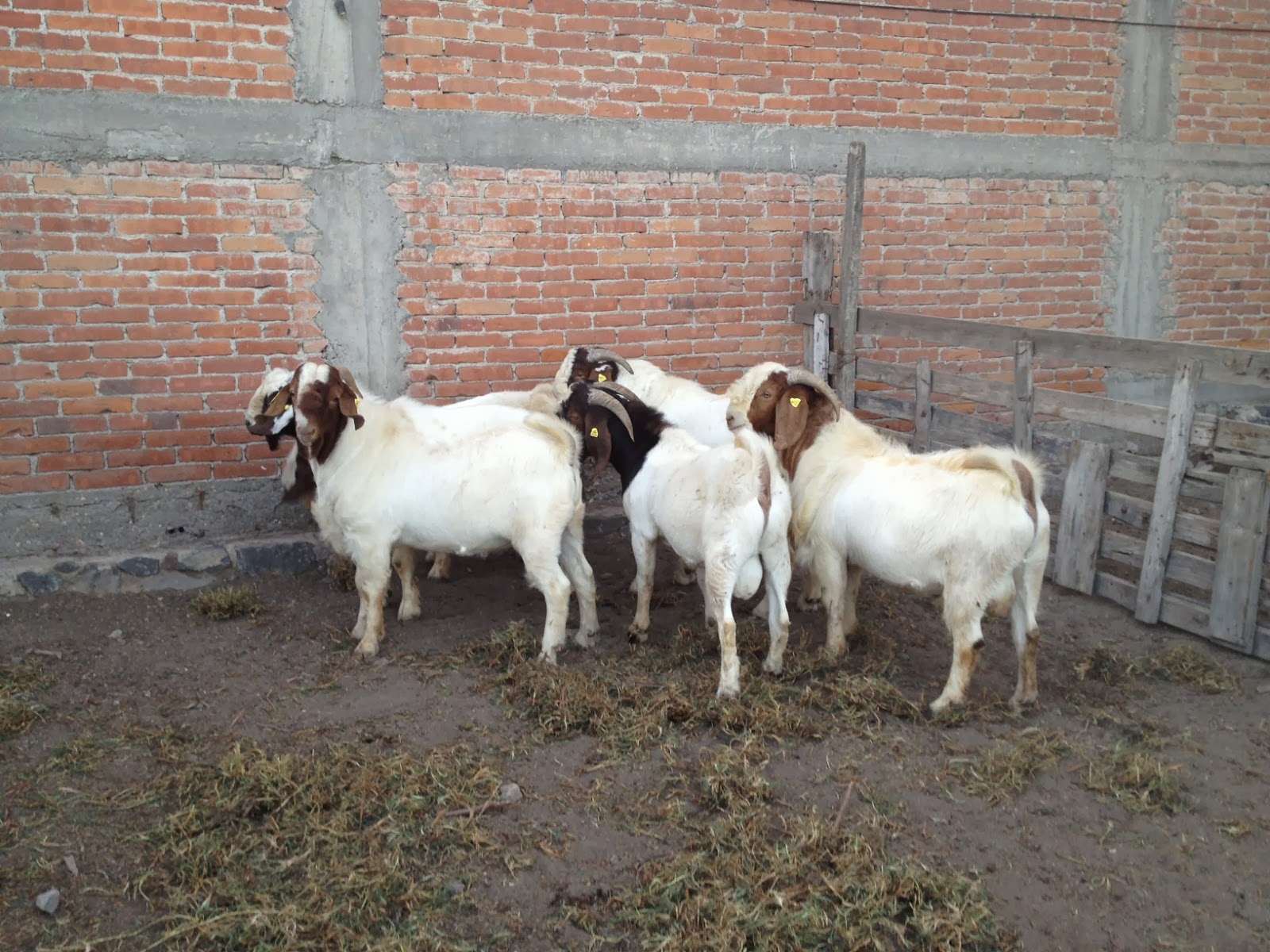 Venta chivos boer y cabras boer de calidad
