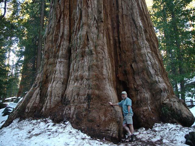 Lol Clubz Longest Tree lol-clubz-longest-tree