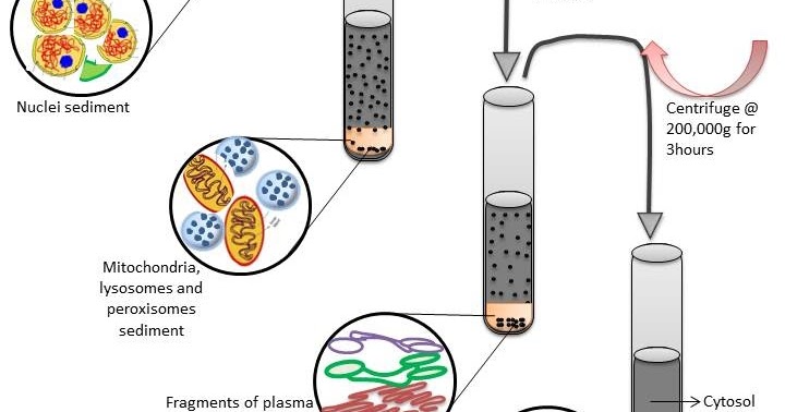 B for Biology: Isolation of Cell Organelles - Subcellular Fractionation