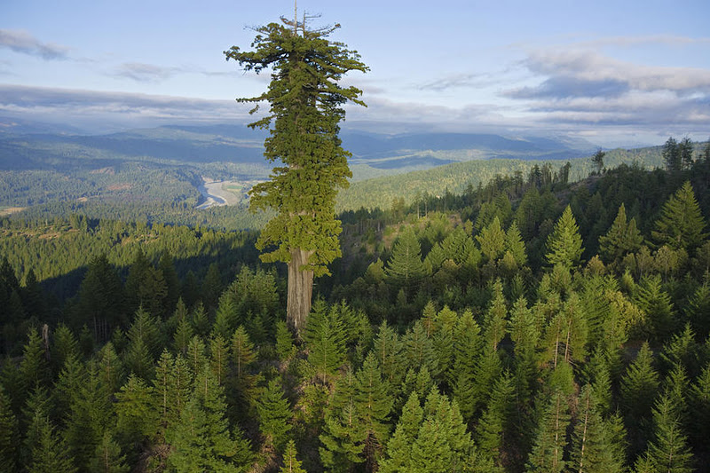Pix Grove Ten Tallest Trees On The Earth pix-grove-ten-tallest-trees-on-the-earth