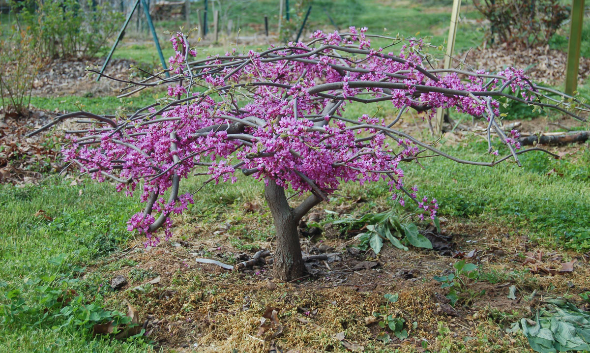 CC's Creative Concepts: Twisted Redbud....Bluish Rhododendrons