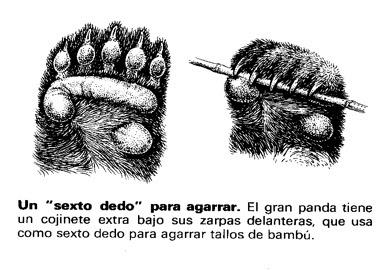 biologiaygeologia4: El Pulgar del Panda