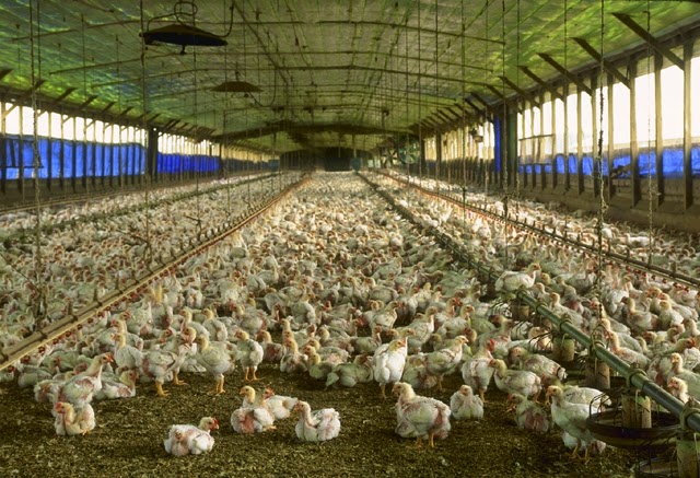 Philosophical Disquisitions Are We Morally Obliged To Eat Some Meat Part Two philosophical-disquisitions-are-we-morally-obliged-to-eat-some-meat-part-two