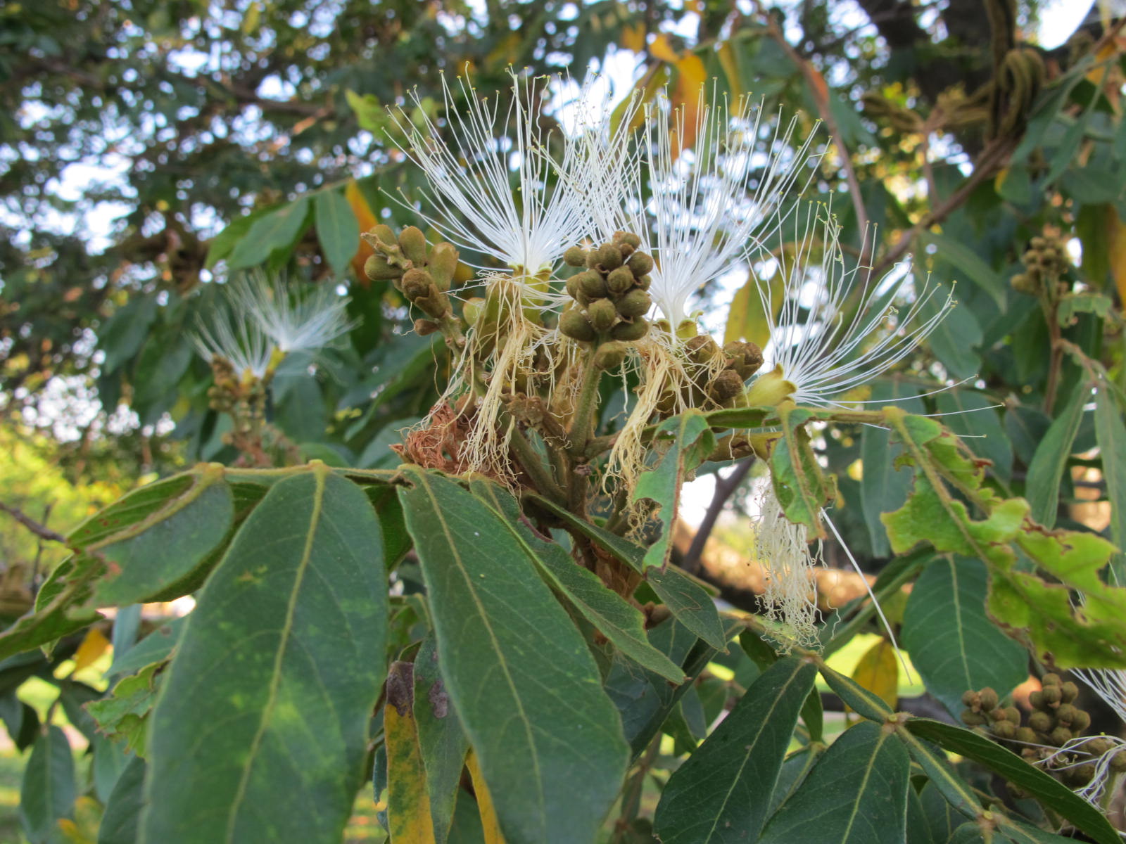 The Flowering plants (Leguminosae - Fabaceae): Fabaceae - Inga vera Willd.