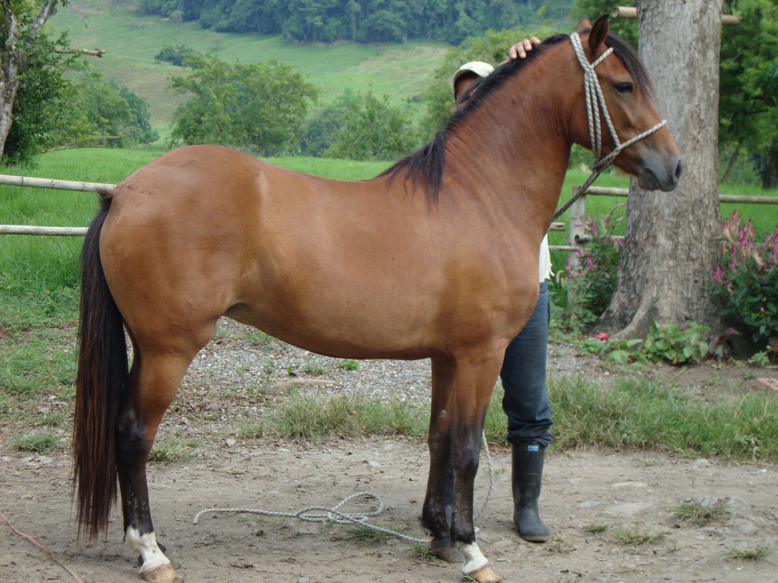 HEMBRAS | CABALLO CRIOLLO COLOMBIANO