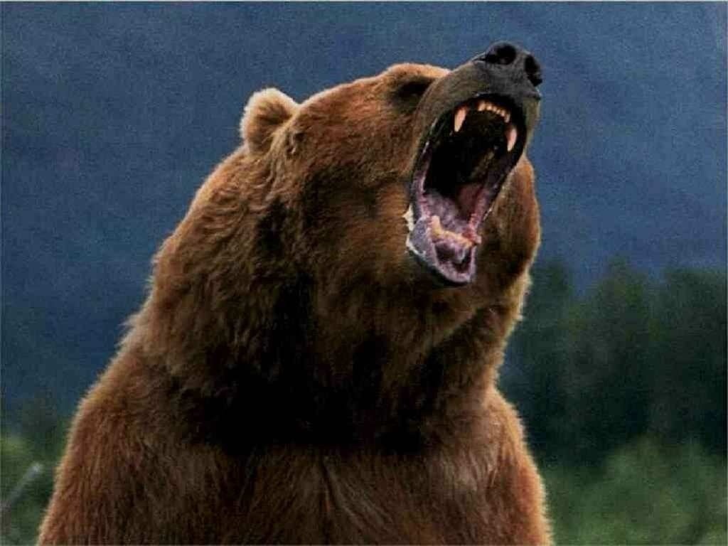 Animals Wild Bear Wallpapers Dangerous Animals animals-wild-bear-wallpapers-dangerous-animals