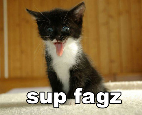 Sup fagz! | Funny Cat Pictures