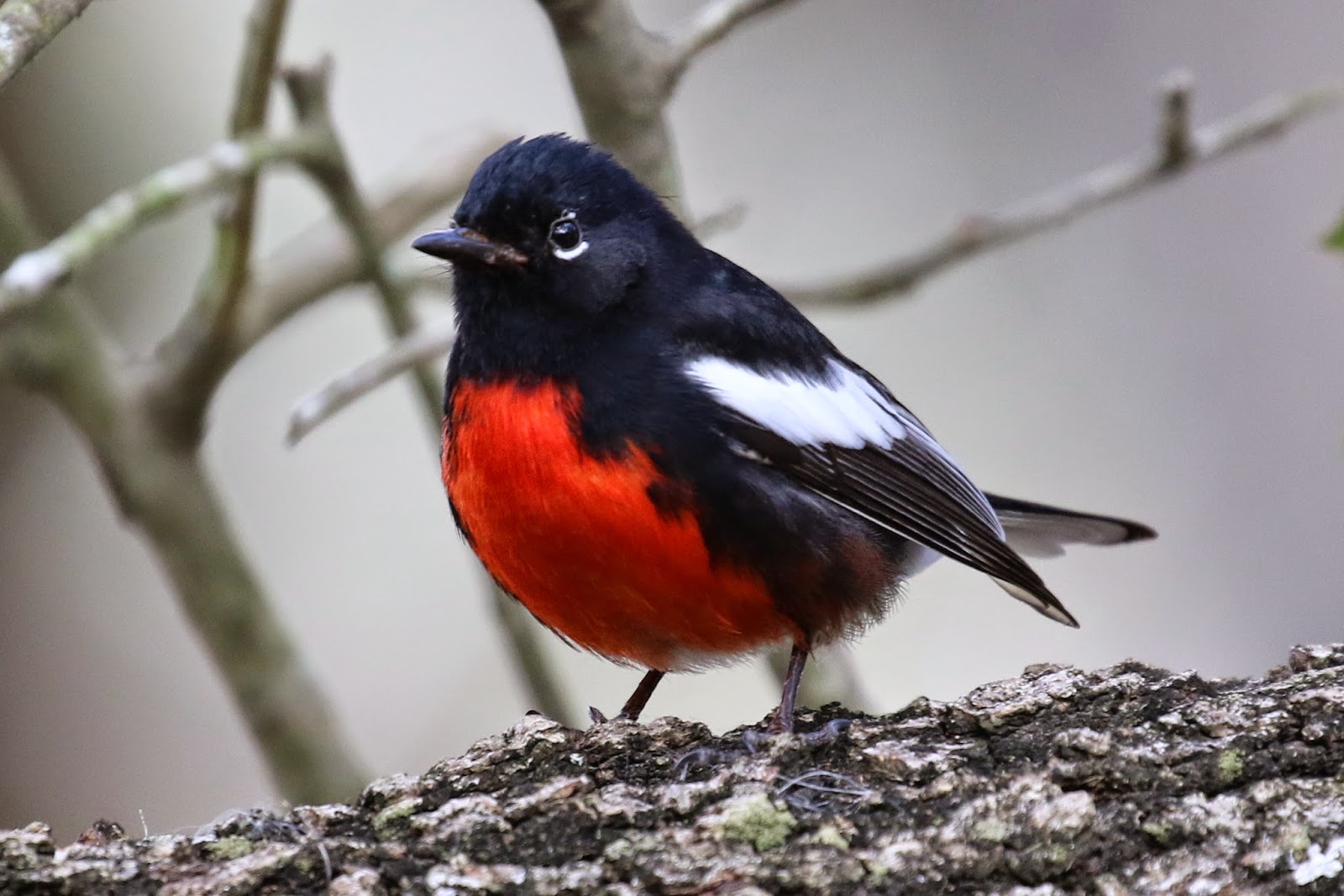 Antshrike's Bird Blog: Painted Redstart at Falfurrias Rest Area, 2/1/15