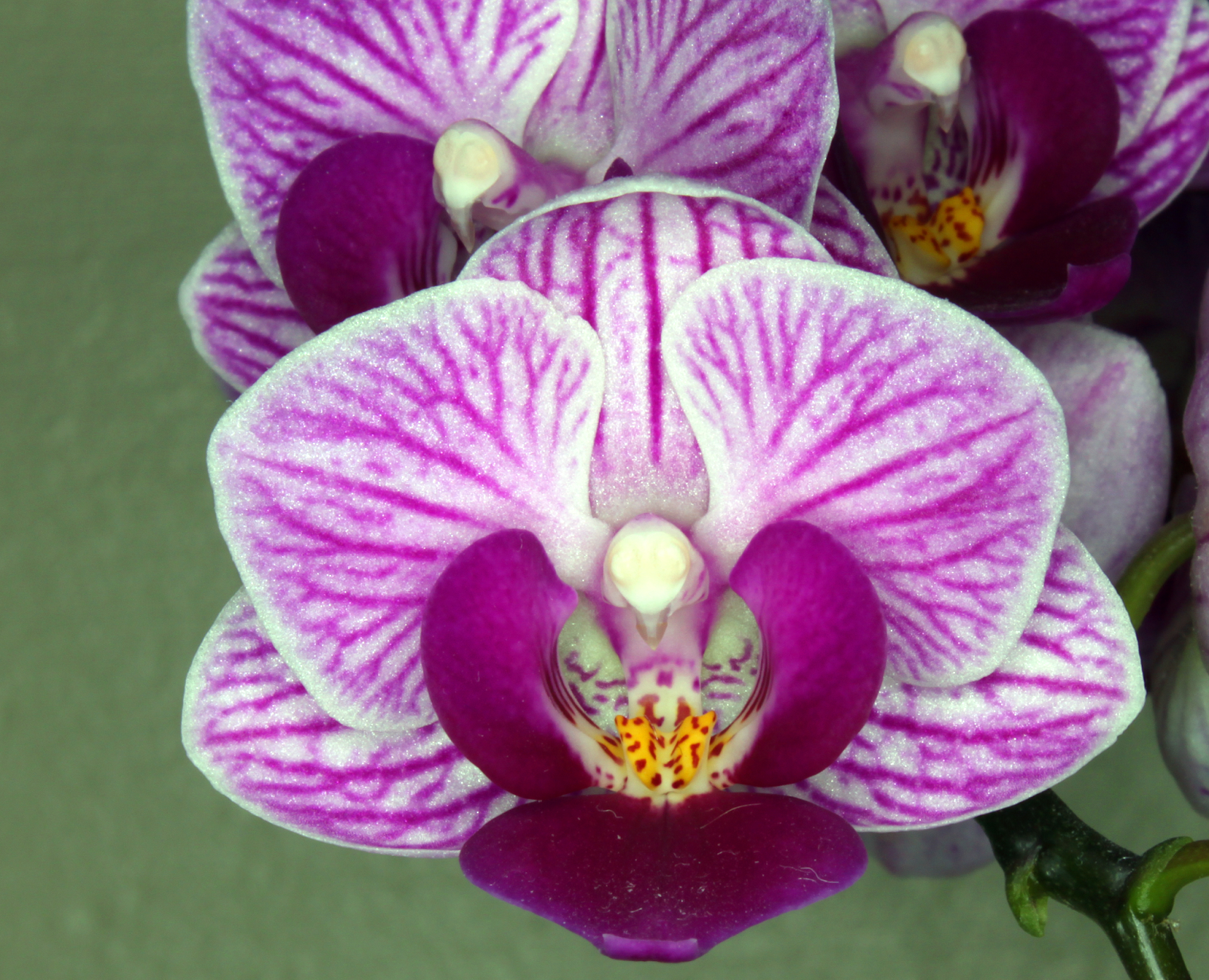 The Enchanted Petal: Orchid The Enchanted Petal: Orchid