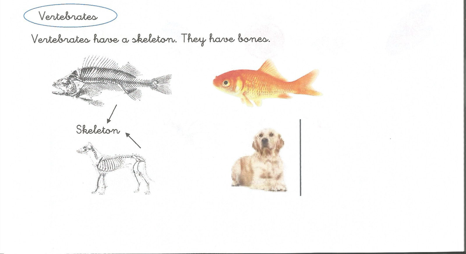 ¡Ya estamos en primaria!: VERTEBRATES AND INVERTEBRATES (vertebrados e ...