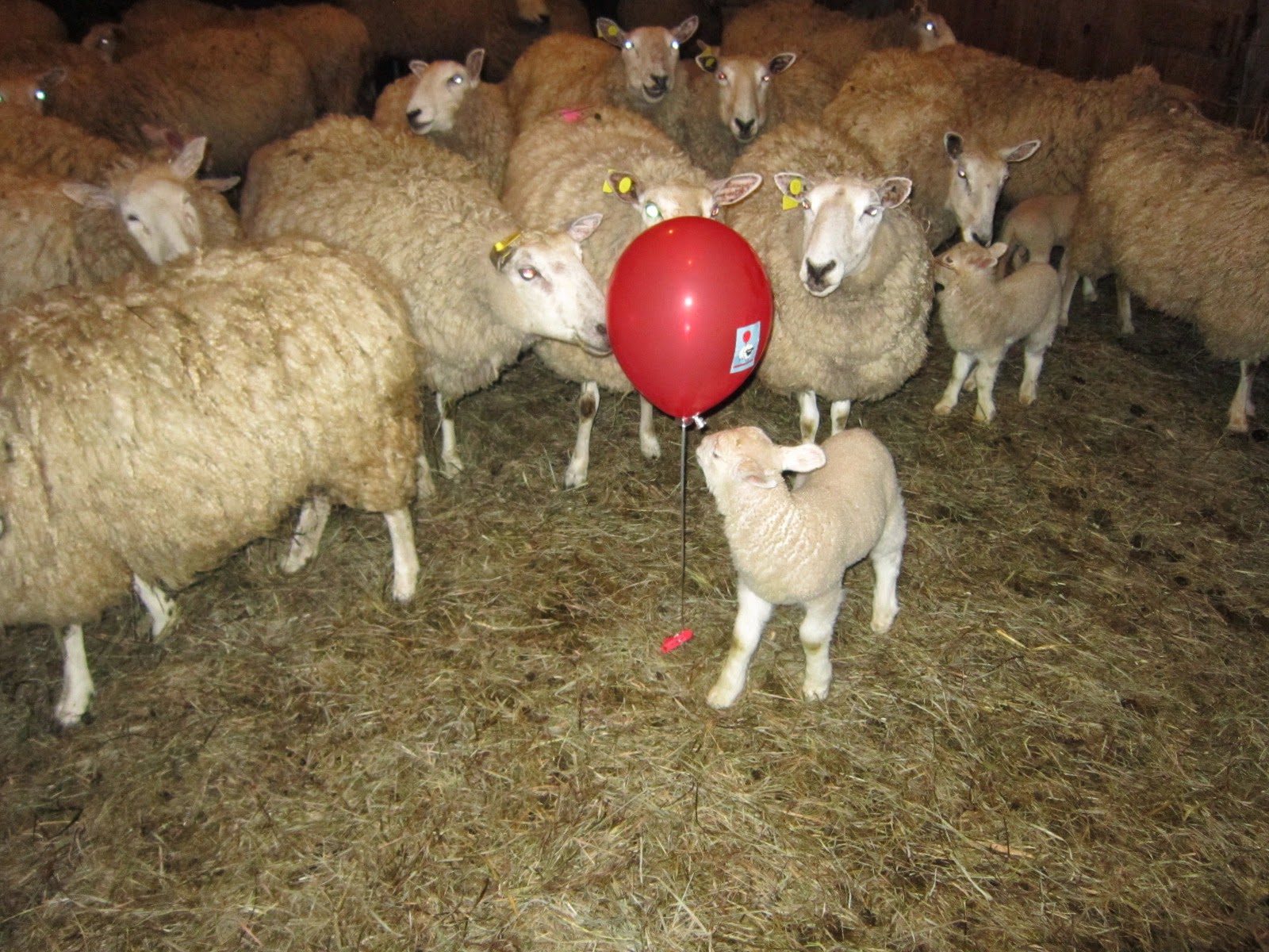 floatingsheep: May 2014