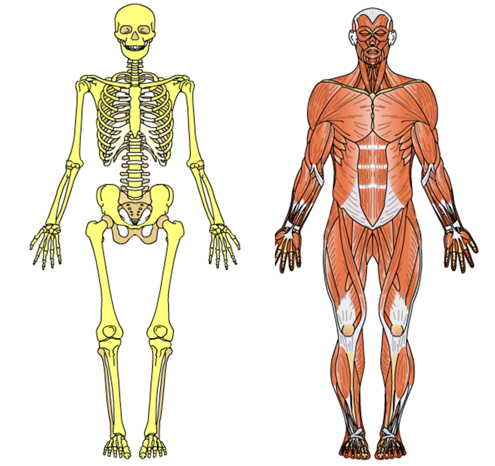 La imaginació al poder: EL COS HUMÀ: OSSOS-MÚSCULS-SISTEMA NERVIÓS