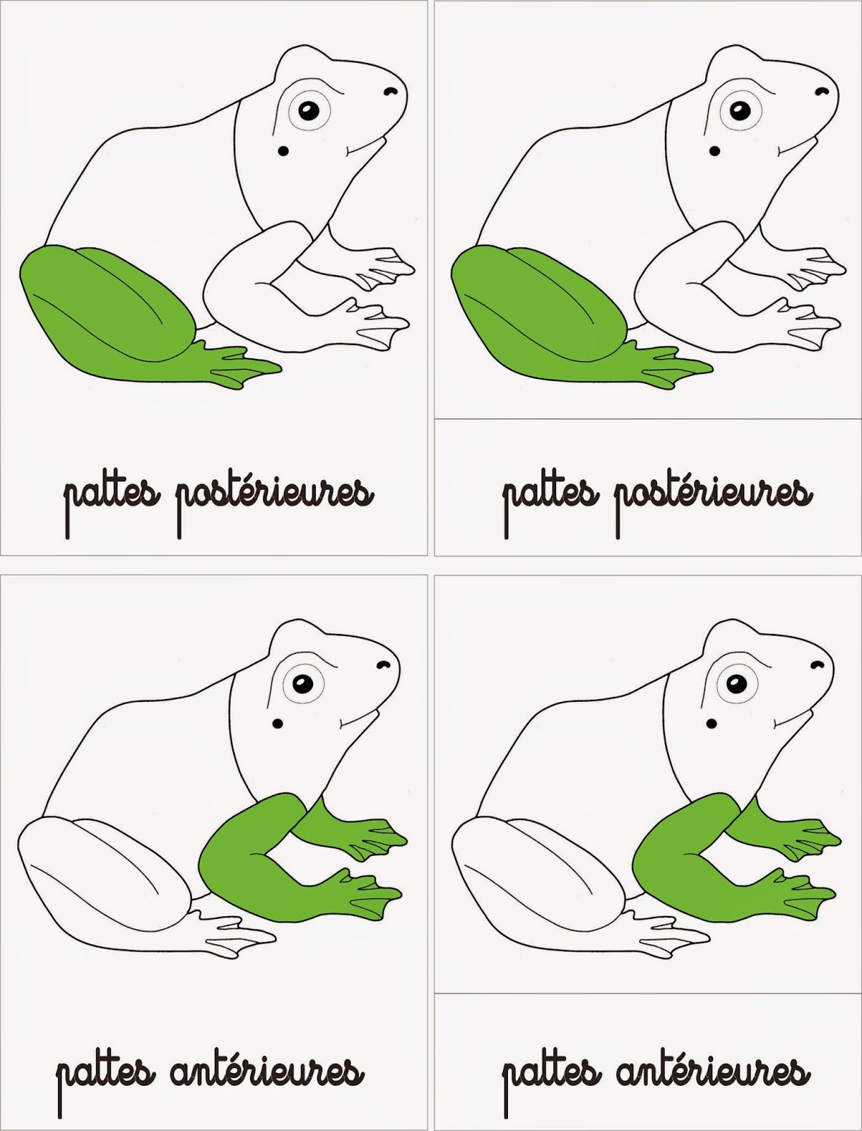 ma petite fabrique montessori: Cartes de nomenclatures les parties de ...