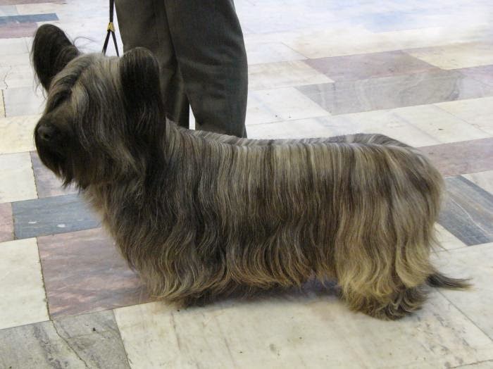 Pedigree Dogs Exposed The Blog Skye fall pedigree-dogs-exposed-the-blog-skye-fall