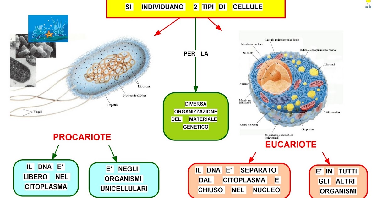 Mappa concettuale: Cellula procariote Mappa concettuale: Cellula procariote