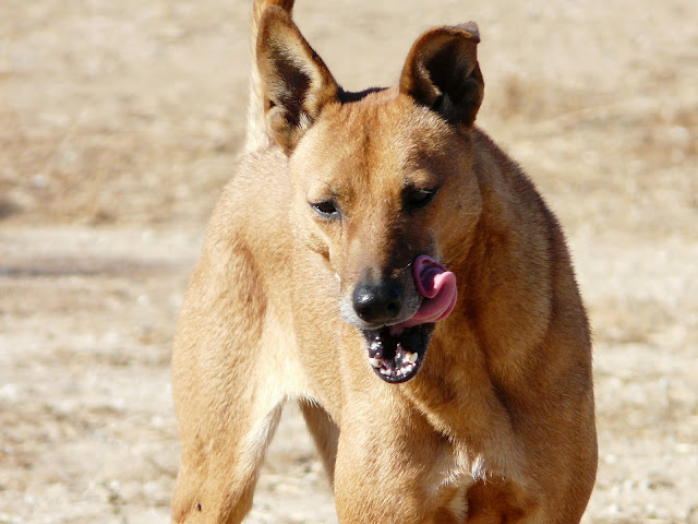 Dingo | The Life of Animals