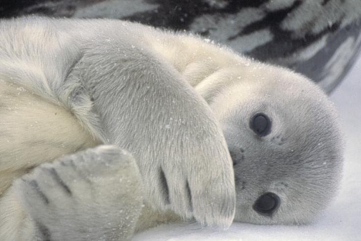 My Journey To Antarctica Animals In Antarctica my-journey-to-antarctica-animals-in-antarctica