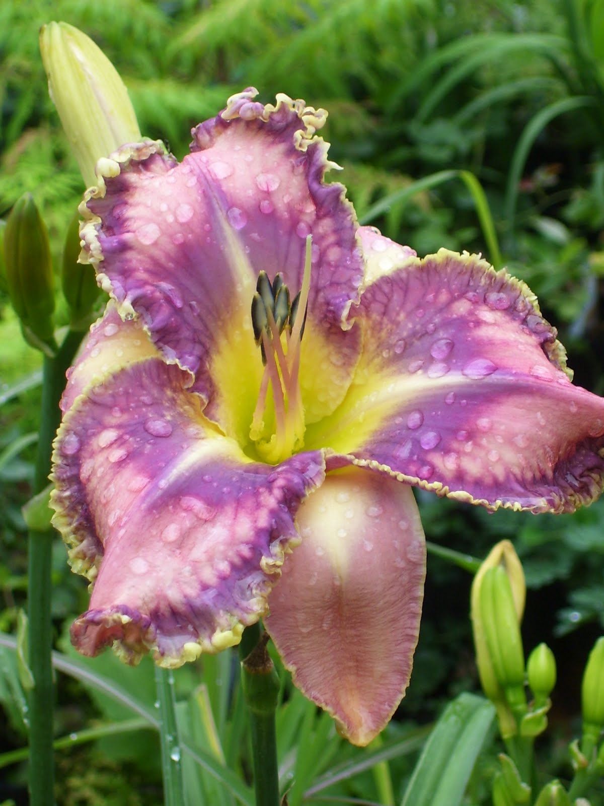 Talking to Plants: An Intimate Look at Hemerocallis