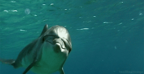 GIFS DELFIN - Imagui