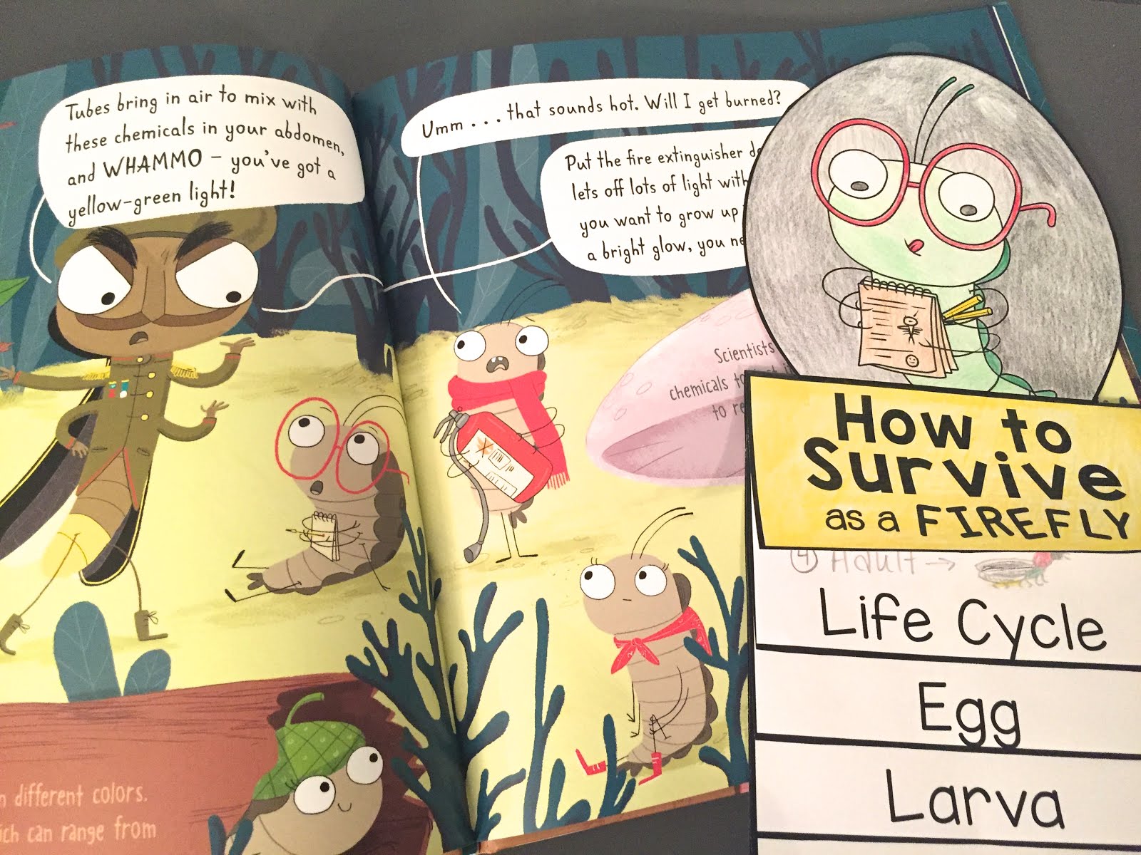 FREE How to Survive as a Firefly Life Cycle Flip Book | The Barefoot ...