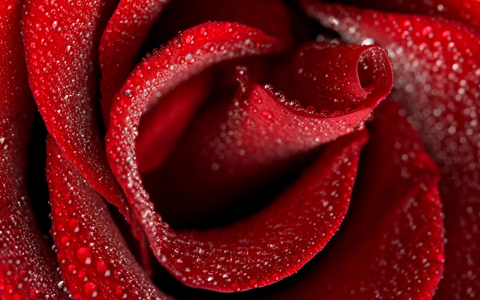 Imagem de Fundo - Rosa com gotas de água | Imagens de Fundo Imagem de Fundo - Rosa com gotas de água | Imagens de Fundo