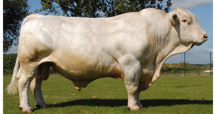 Generalidades de la Ganadería Bovina.: Charolais