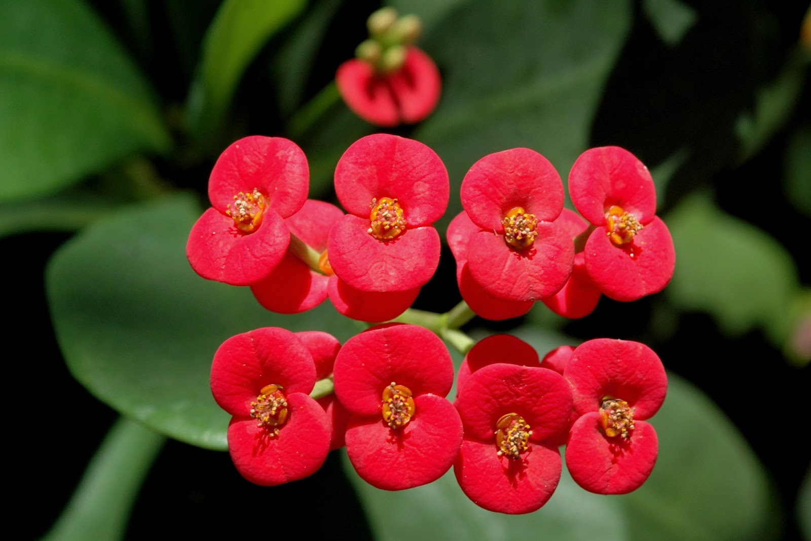 LA PRIMAVERA LA SANGRE ALTERA la-primavera-la-sangre-altera