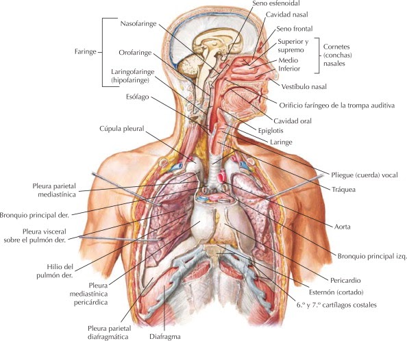 Netter Blog: Sistema respiratorio: organización