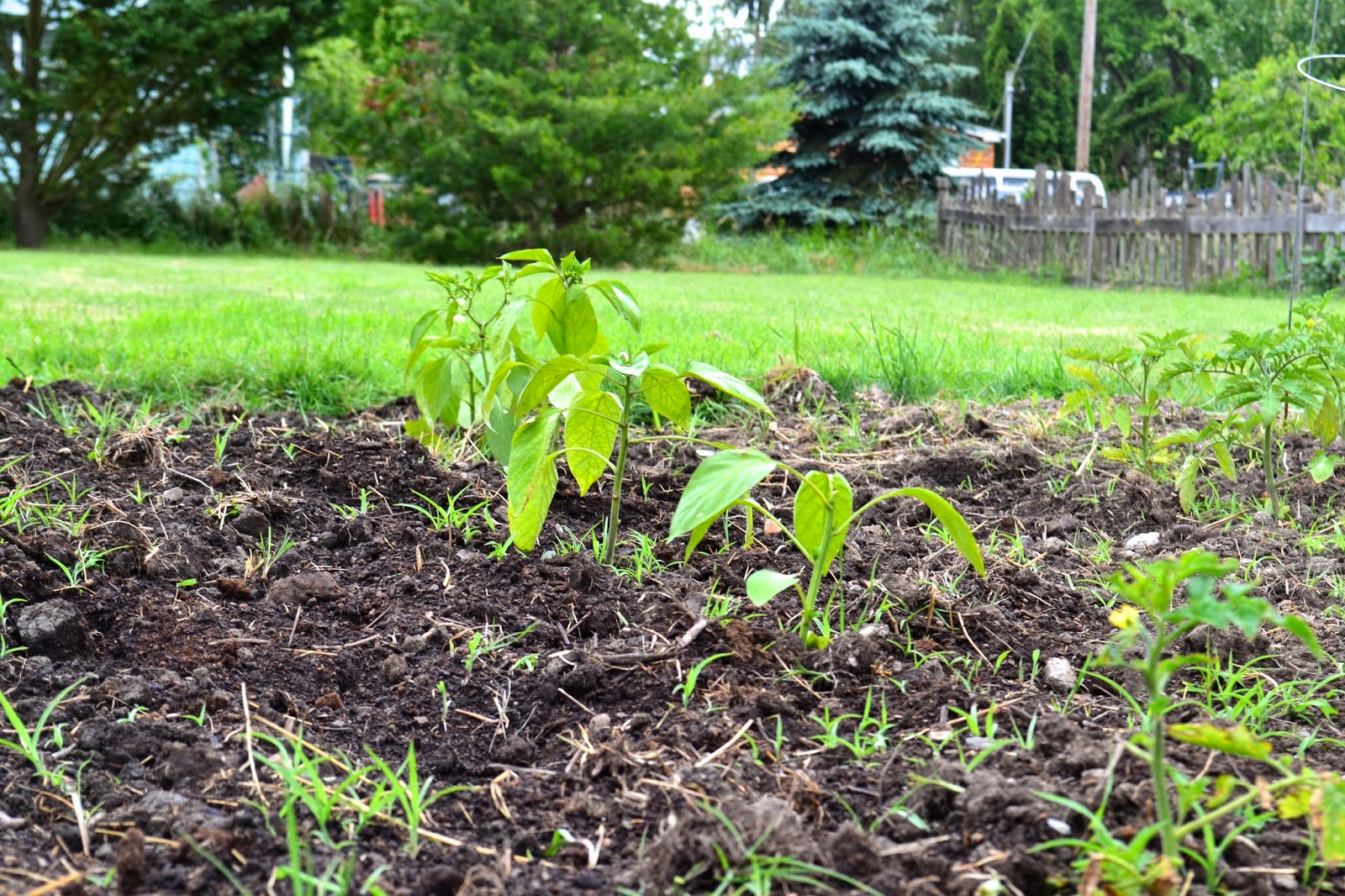 How does your garden grow? - frame.of.mind
