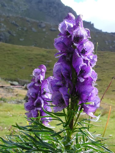ΑΚΟΝΙΤΟ νάπελλο - Aconitum Napellus | ΒΟΤΑΝΟΘΕΡΑΠΕΙΑ . ΘΕΡΑΠΕΥΤΙΚΑ ΦΥΤΑ ...