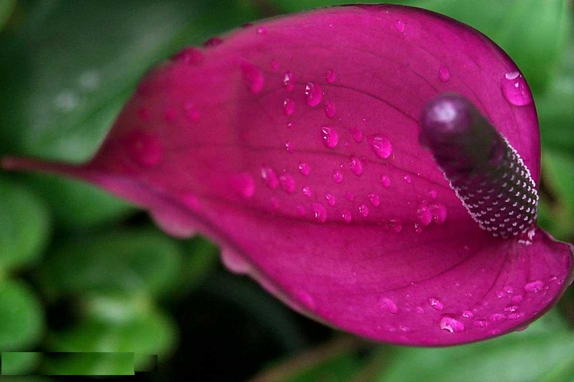 Flower Picture Anthurium Flower India flower-picture-anthurium-flower-india