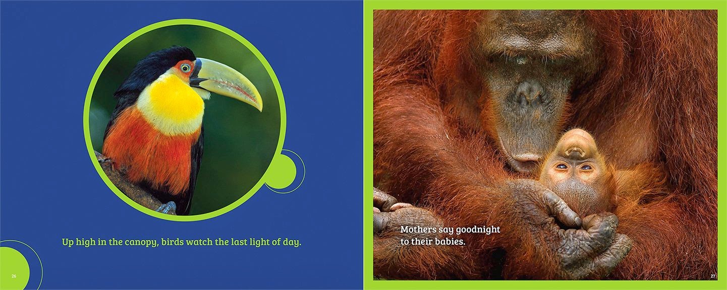 The ABCD Diaries: All in a Rainforest Day: A Beautiful Book to Teach a ...