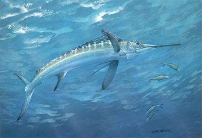 Marlim Branco (Tetrapturus albidus)