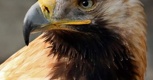Eastern imperial eagle | Birds of India | Bird World