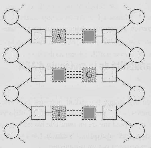 Blablasvt: Seconde B4 (9) : L'ADN une molécule universelle et codée
