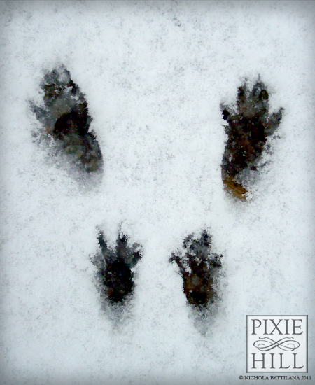 Pixie Hill: November 2011