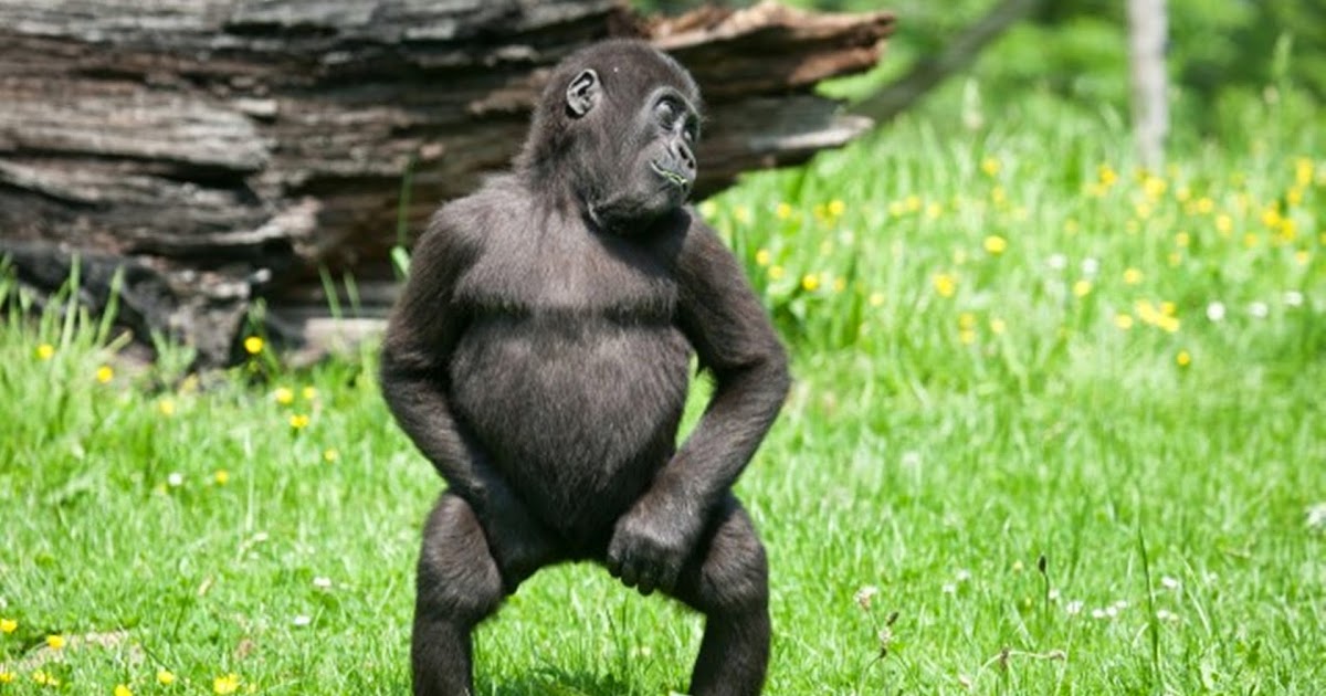 Very Funny Animals Photo 2014 2015 Charming Collection Of Photos very-funny-animals-photo-2014-2015-charming-collection-of-photos