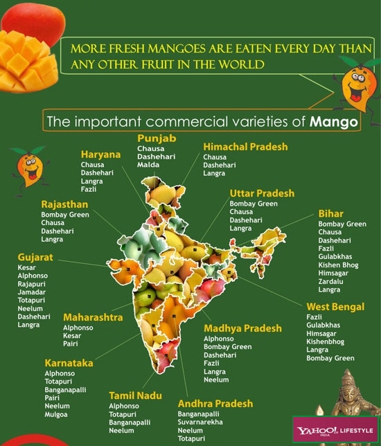 ONE OF INDIA S PREMIERE MANGO GRAFTING FARMS one-of-india-s-premiere-mango-grafting-farms